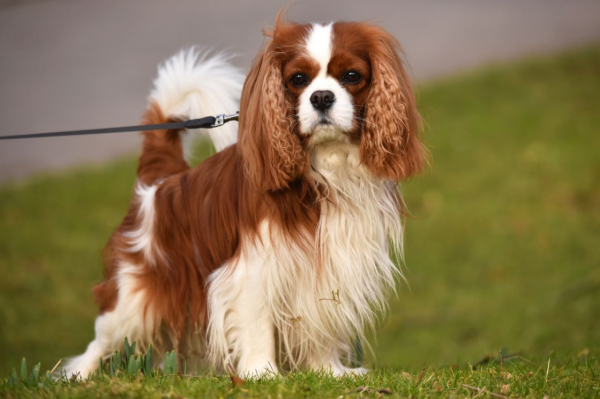 Kavaliera Karaļa Čārlza spaniels (Cavalier King Charles spaniel) | DinoZoo