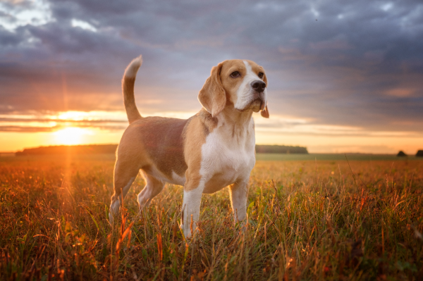 Bīgls (Beagle) | DinoZoo