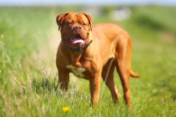 Bordo dogs (Dogue de Bordeaux) | DinoZoo