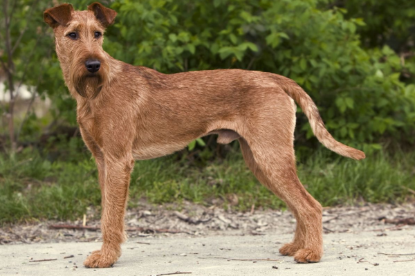 Īru terjers (Irish Terrier / Irish Red Terrier) | DinoZoo