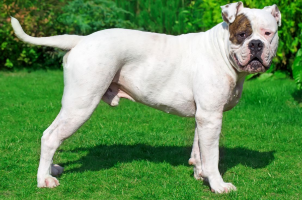 Amerikāņu buldogs (American Bulldog / Old Country Bulldog) | DinoZoo