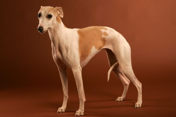 Vipets (Whippet) | DinoZoo