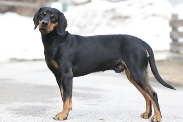 Latvijas dzinējsuns (Latvian Hound) | DinoZoo