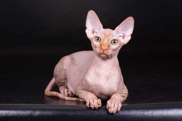 Kanādas sfinkss (Canadian Sphynx) | DinoZoo