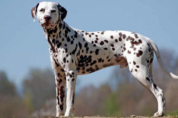 Dalmācietis (Dalmatian) | DinoZoo